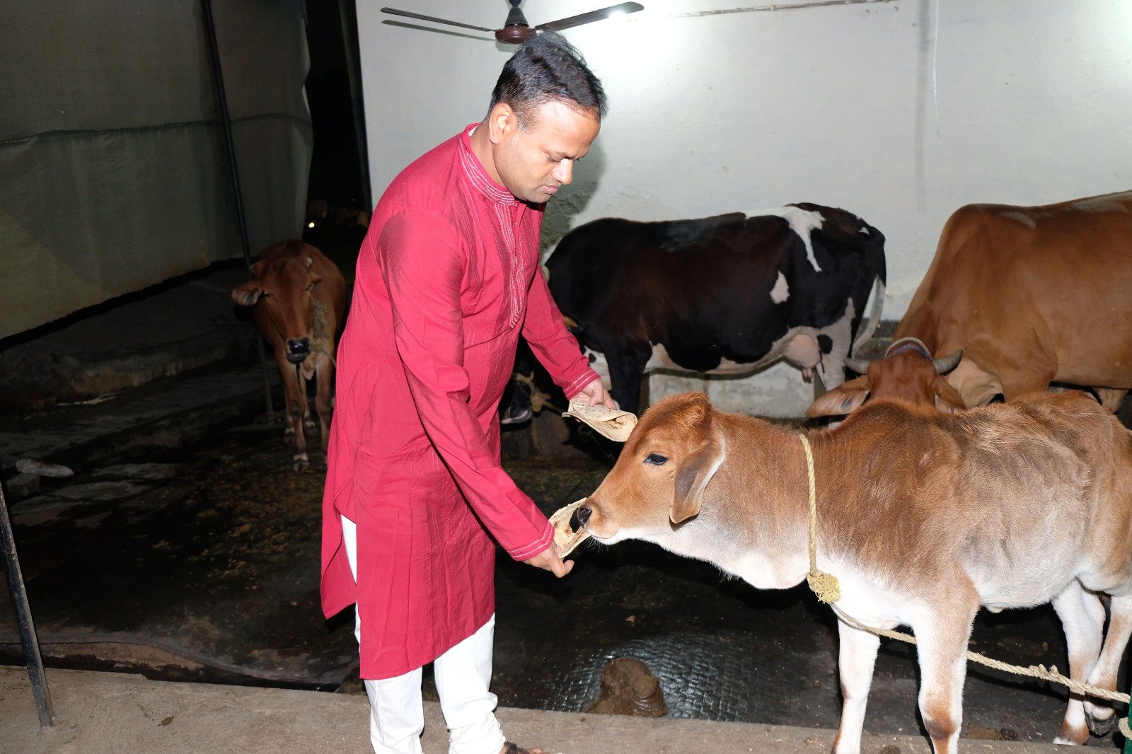 Bareilly : DM गोवर्धन पूजा के शुभ अवसर पर जिलाधिकारी आवास स्थित गौशाला ...